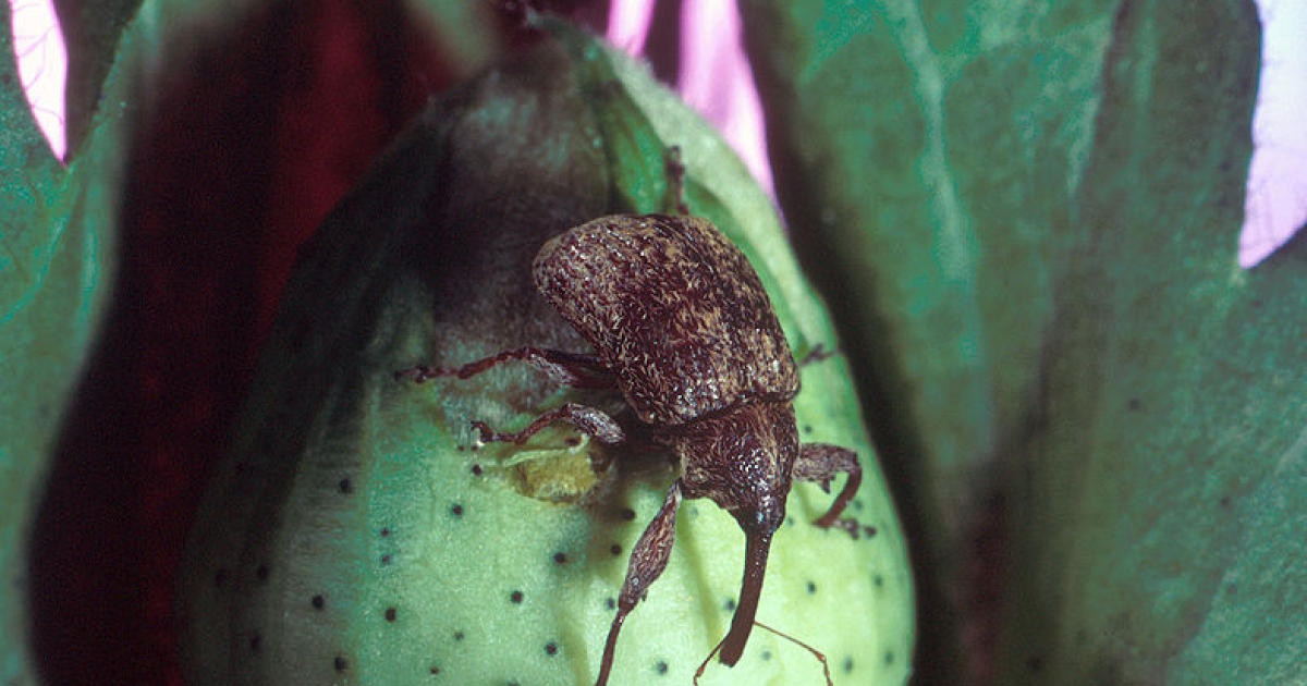 Boll Weevil - New Georgia Encyclopedia