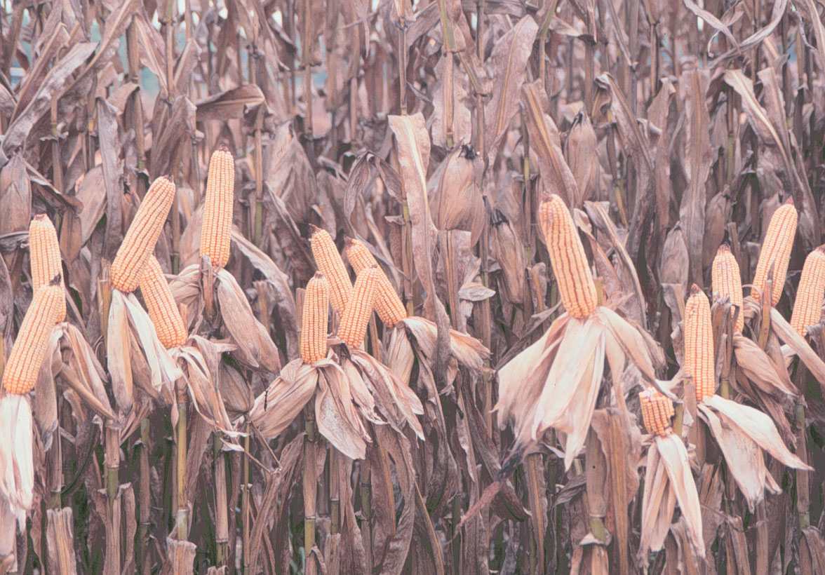 Grains and Corn - New Georgia Encyclopedia